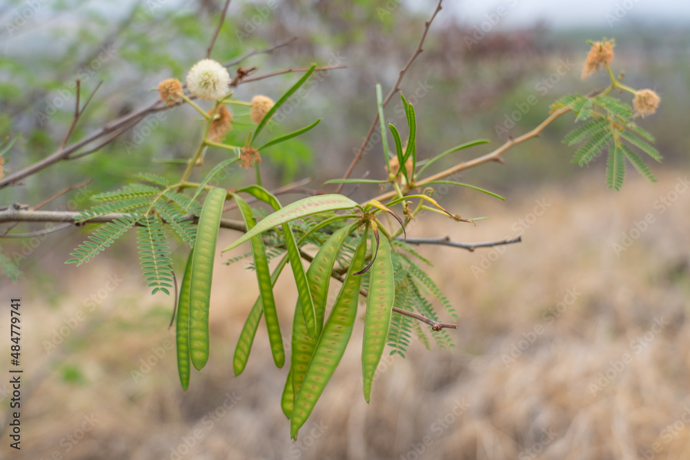 Leucaena leucocephala is a small fast-growing mimosoid tree native to ...