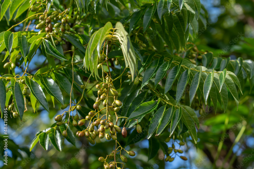 Cedrela odorata is a commercially important species of tree in the ...