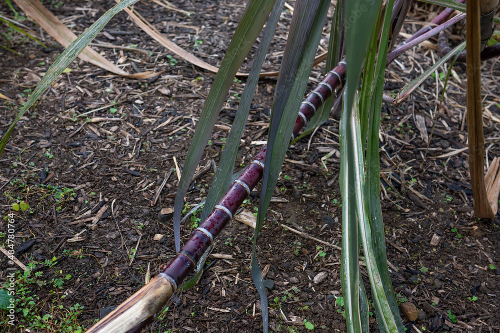 Saccharum officinarum is a large, strong-growing species of grass in ...