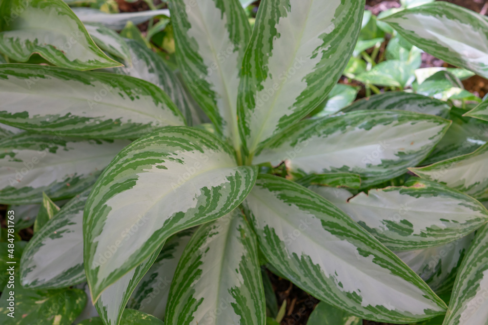 Aglaonema commutatum, the poison dart plant, is a species of flowering ...