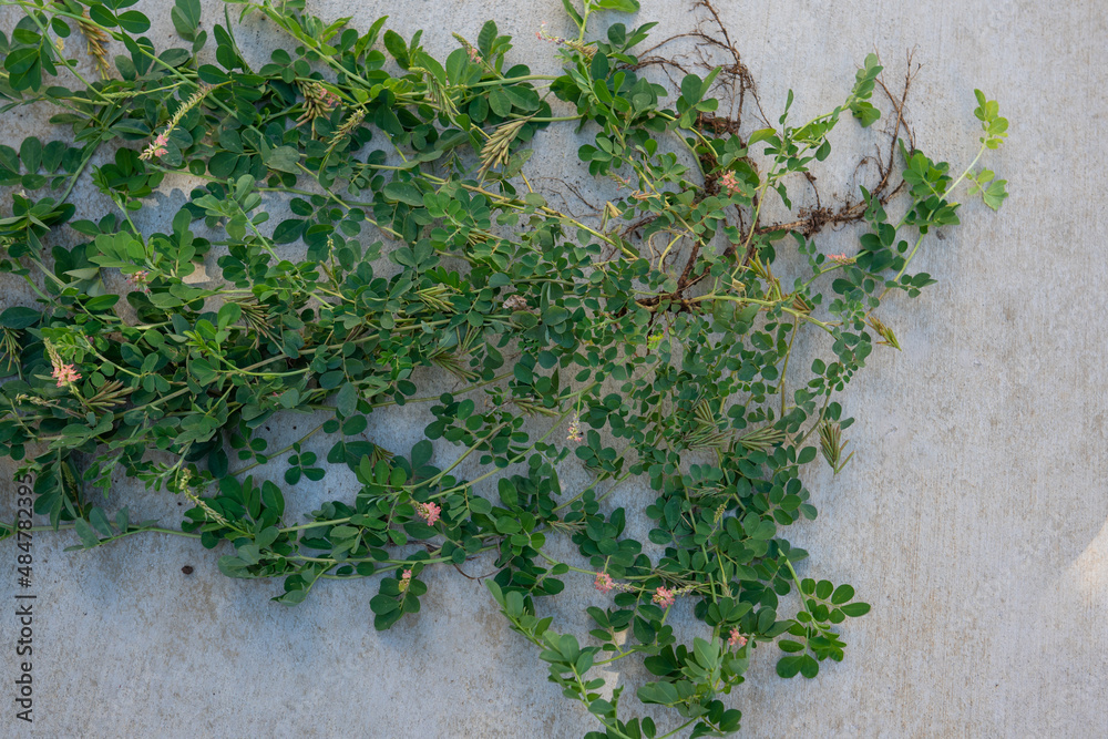 Indigofera spicata, the creeping indigo or trailing indigo, is a ...