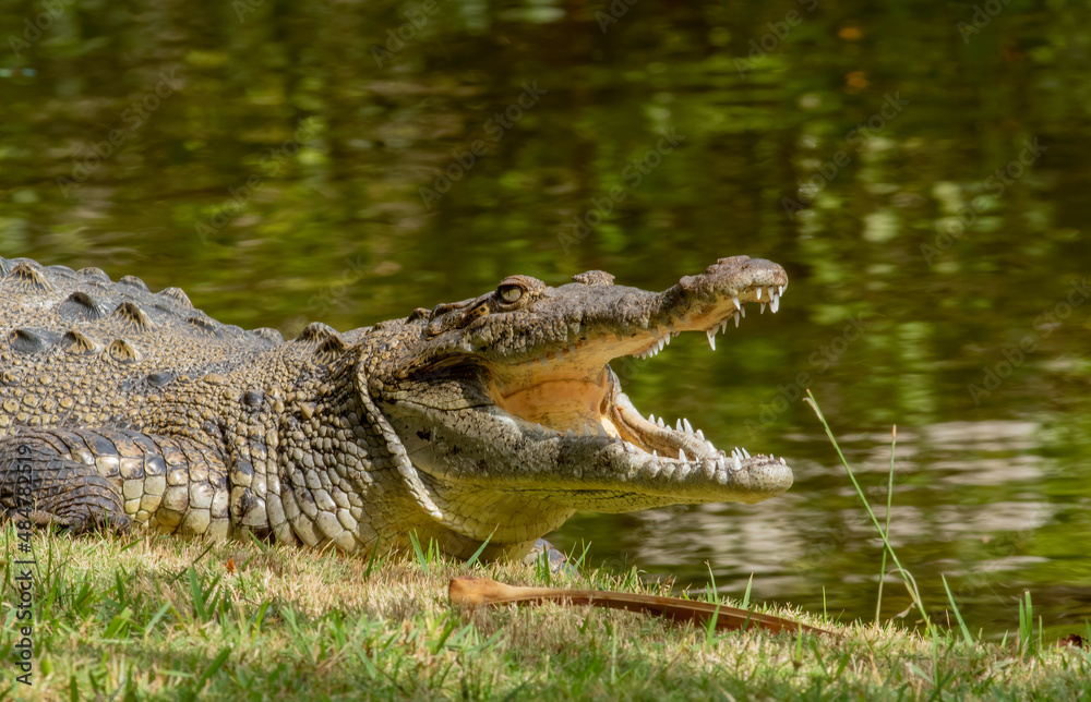 A closer view of the sunning American Crocodile living in the pond at ...