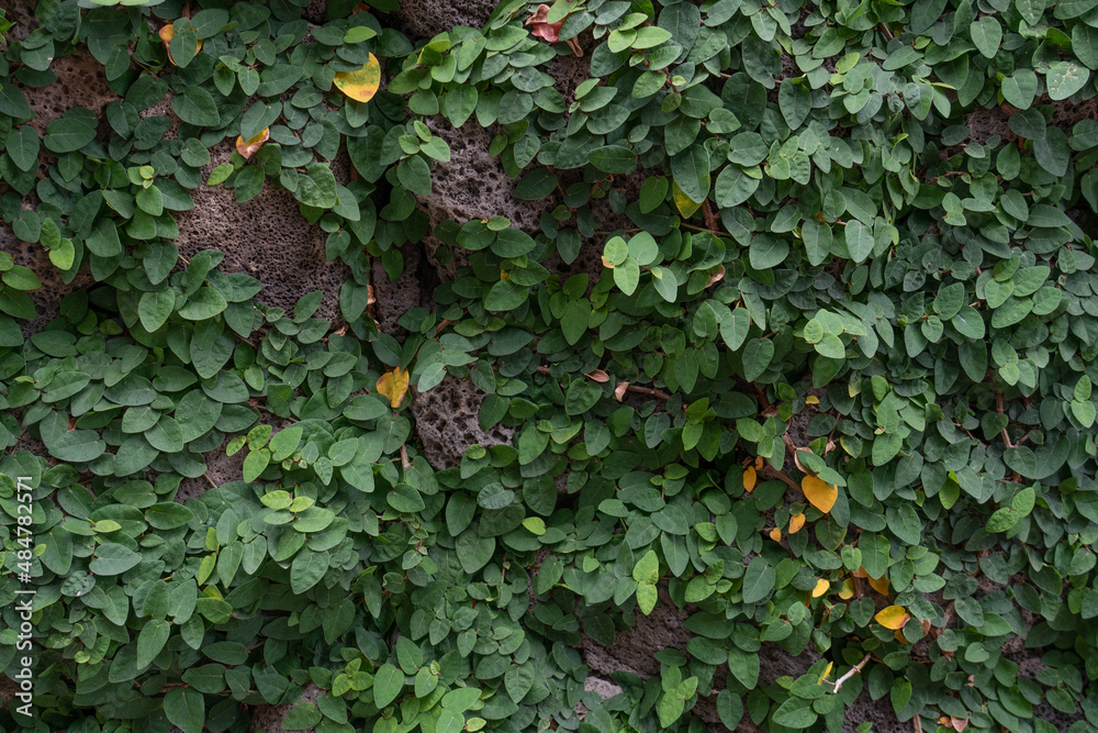 Ficus pumila, commonly known as the creeping fig or climbing fig, is a ...
