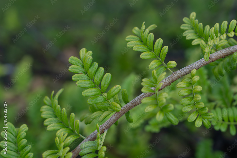 Osteomeles anthyllidifolia, commonly called ʻŪlei, eluehe, uʻulei ...