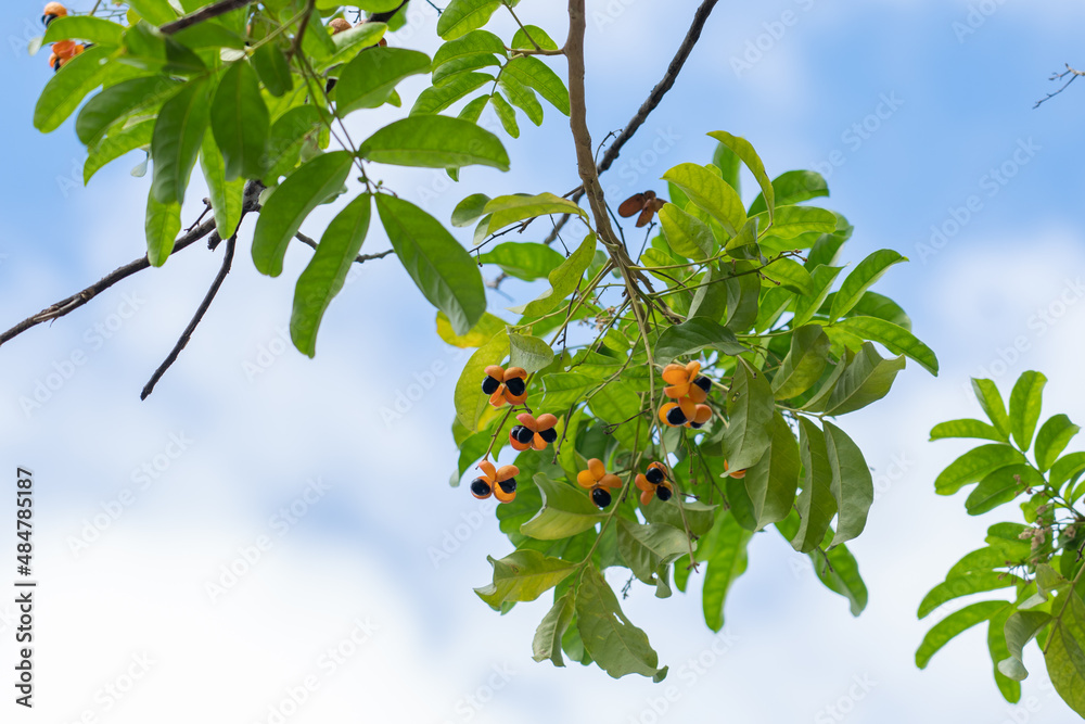 Harpullia pendula, known as the tulipwood or tulip lancewood is a small ...