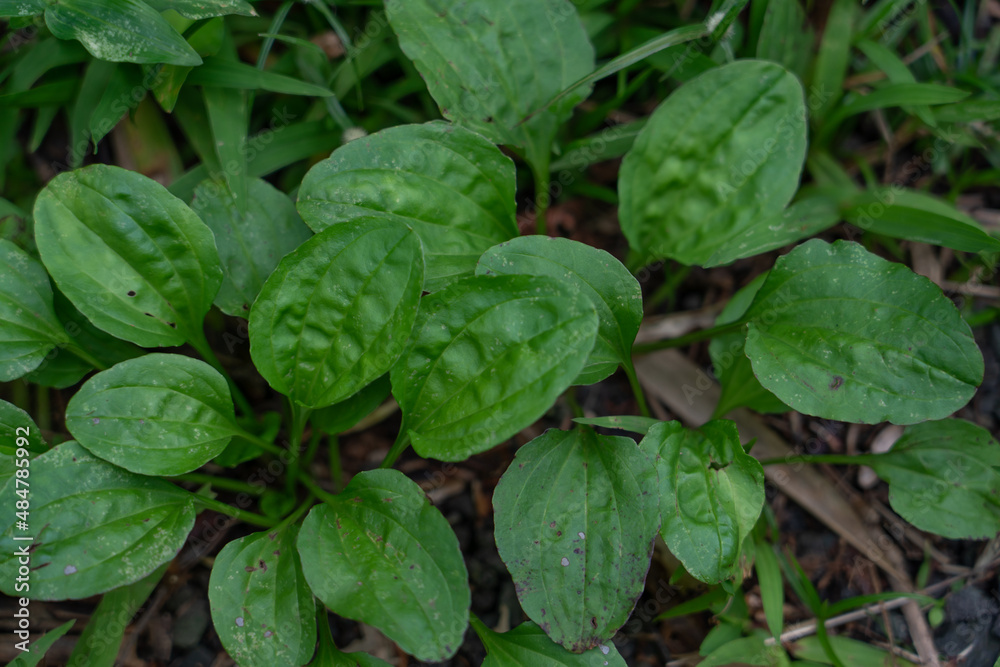 Plantago asiatica, is a self-fertile, perennial flowering plant of ...
