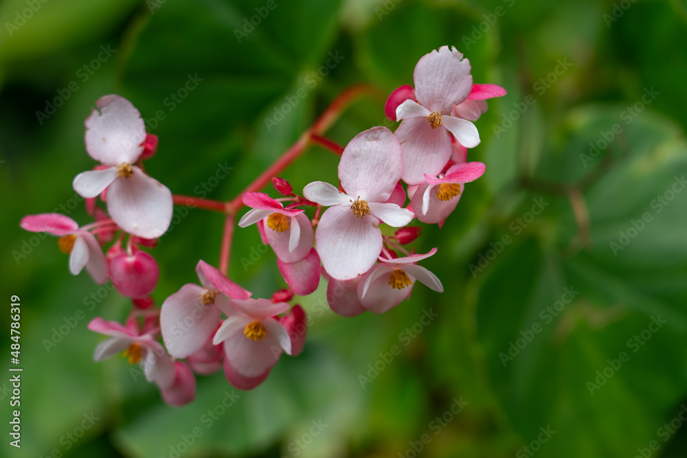 Begonia grandis, the hardy begonia, is a species of flowering plant in ...