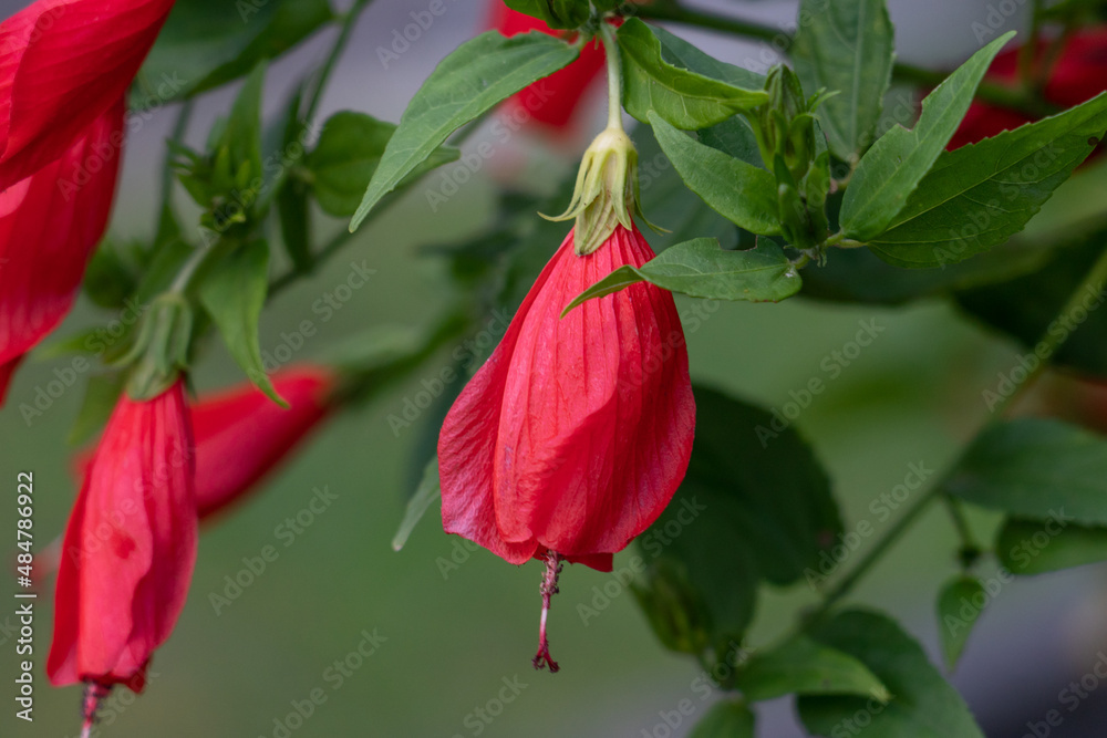 Malvaceae Family Plants