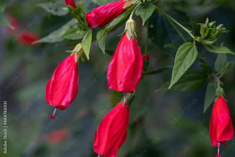 Malvaviscus is a genus of flowering plants in the mallow family ...