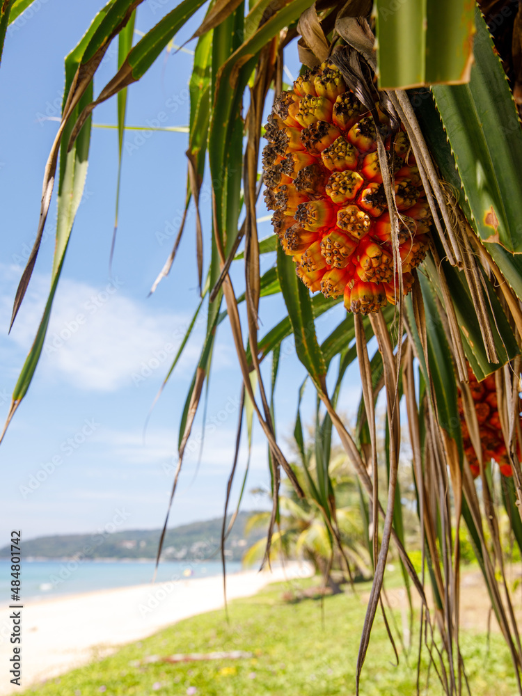 Pandan (Pandanus sp.) with a ripe orange fruit growing on the Indian ...