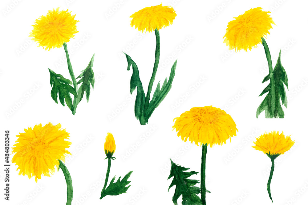 Watercolor drawing of yellow dandelion flowers set on white background ...