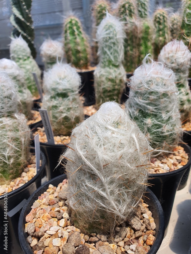 Cephalocereus senilis a succulent cactus plant, erect green stems with ...