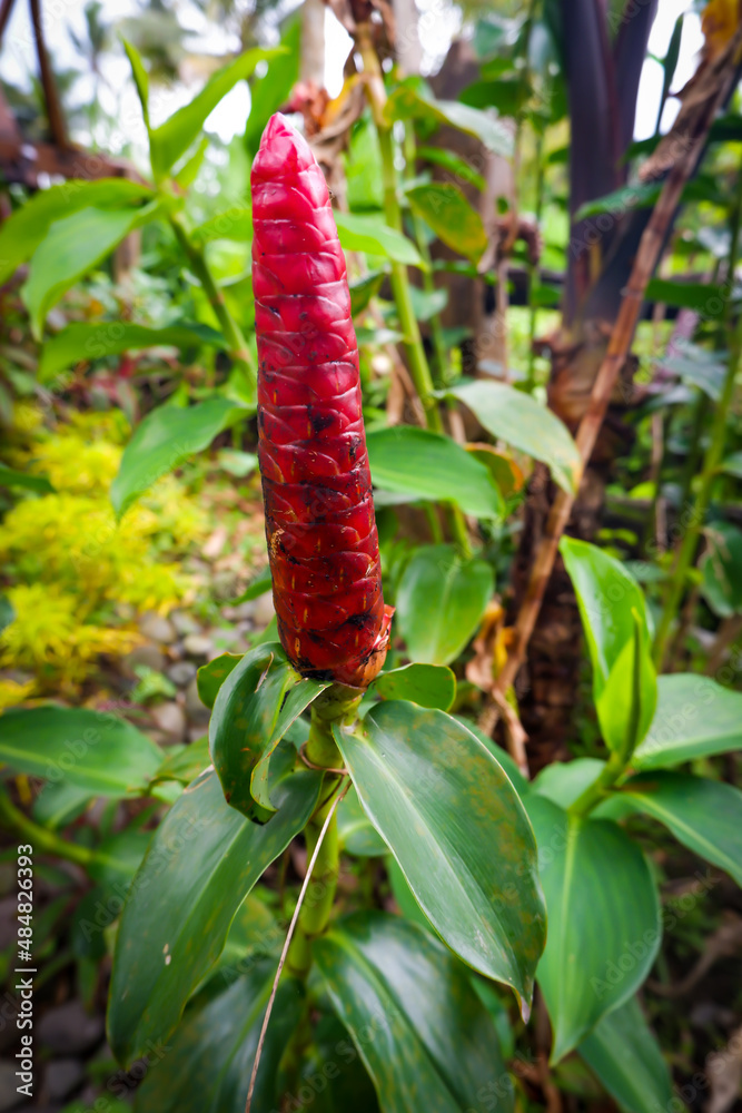 Alpinia purpurata, red ginger, also called ostrich plume and pink cone ...
