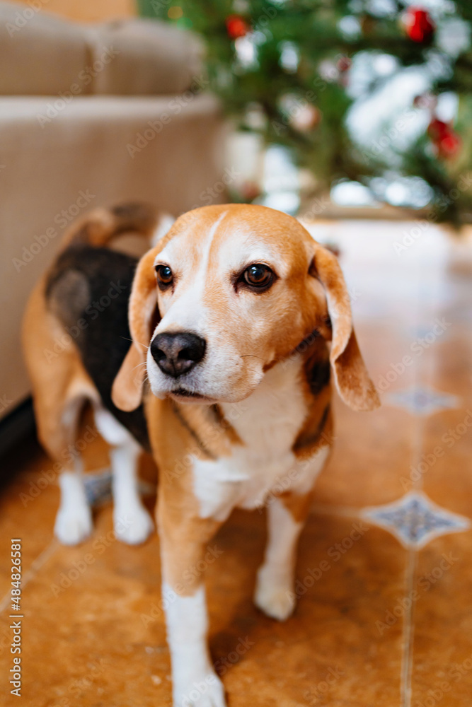 Beagle. a hunting breed of dog bred in the UK. Medium-sized with short ...