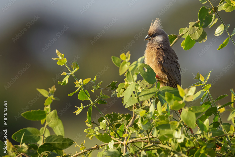 Speckled Mousebird - Colius striatus, beautiful special bird from ...