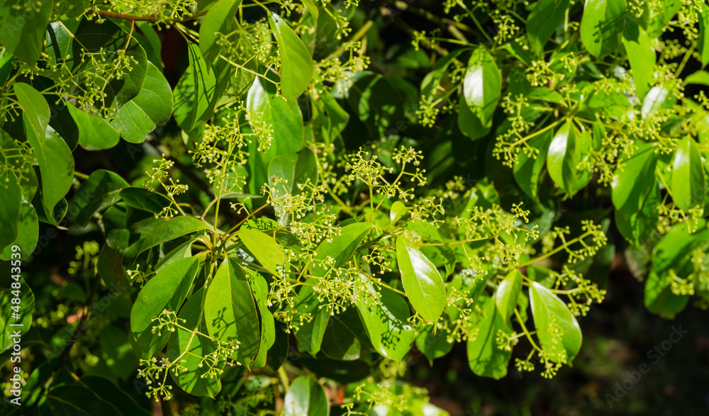 Foto de Close-up of blossom of camphor tree (Cinnamomum camphora ...