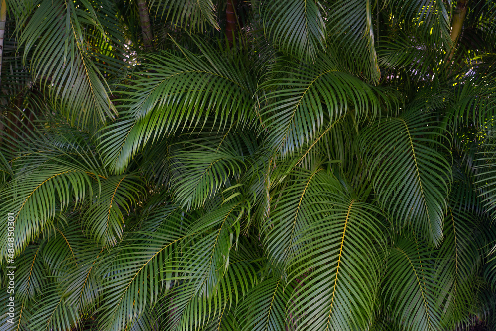 Dypsis lutescens, also known as golden cane palm, areca palm, yellow ...