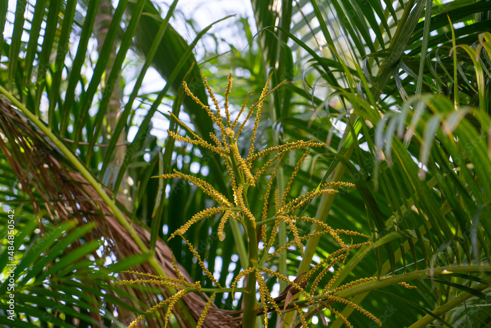 Dypsis lutescens, also known as golden cane palm, areca palm, yellow ...