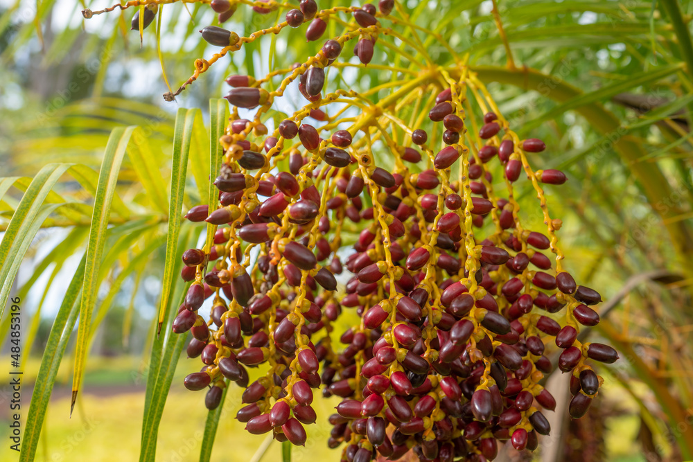 Phoenix roebelenii, with common names of dwarf date palm, pygmy date ...