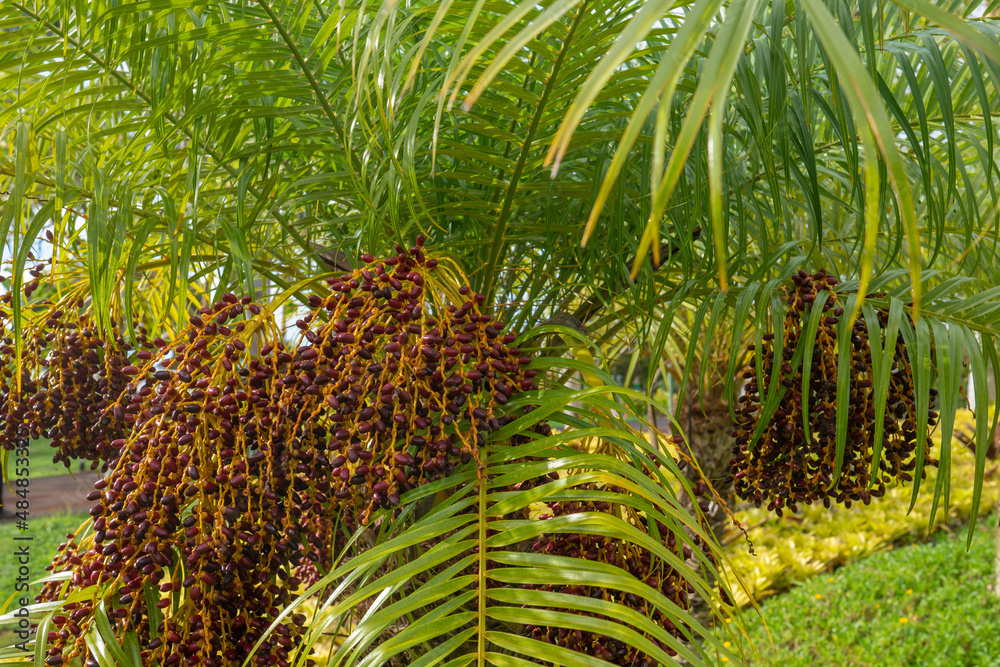 Phoenix roebelenii, with common names of dwarf date palm, pygmy date ...