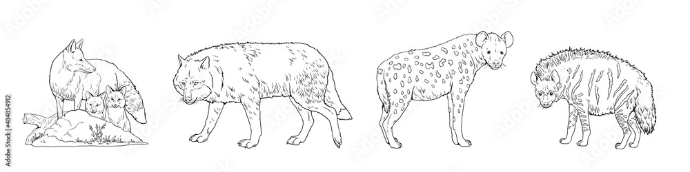 Wolf, fox, spotted hyena and striped hyena.Comparison of animals ...