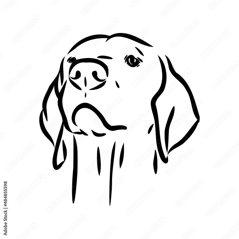 Decorative outline portrait of cute pointer dog vector illustration in ...