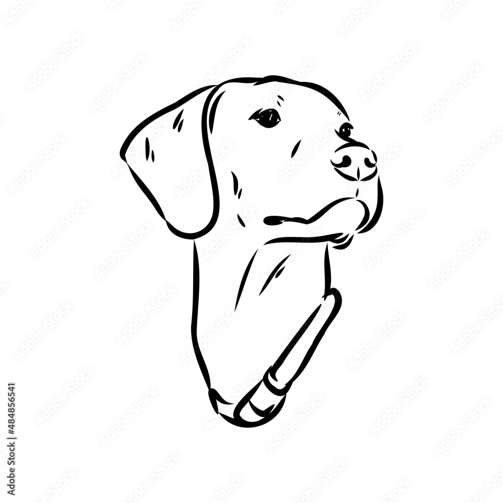 Decorative outline portrait of cute pointer dog vector illustration in ...