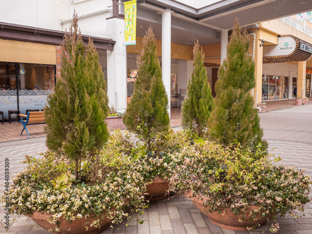 displayed green trees and tiny flowers in public space in the mall in ...
