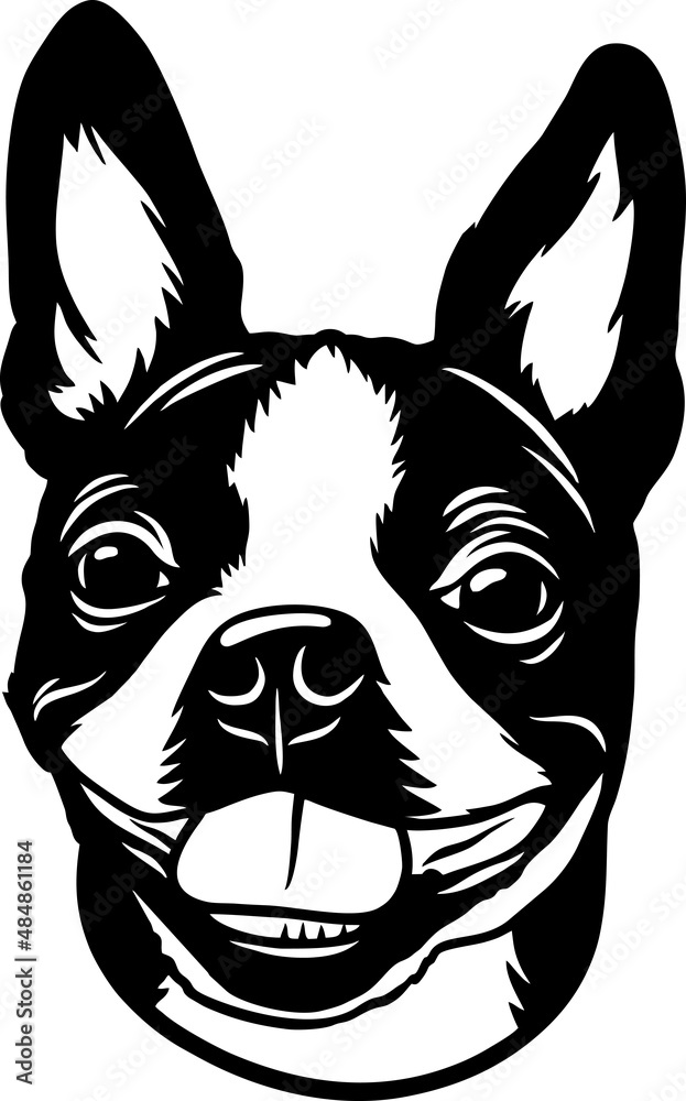 Boston Terrier - Funny Dog, Vector File, Stencil for Tshirt Stock ...