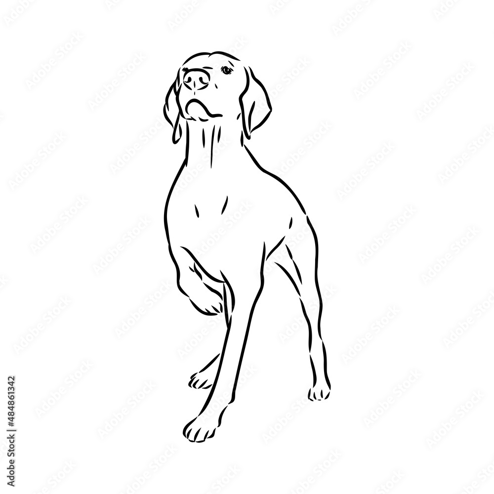 Decorative outline portrait of cute pointer dog vector illustration in ...