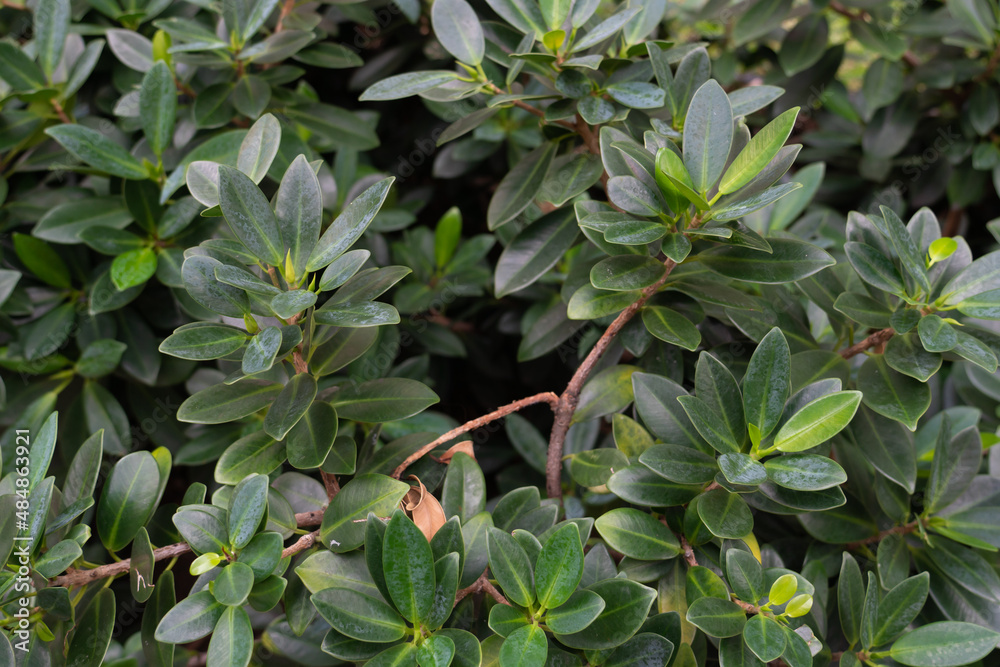 Ficus microcarpa var. crassifolia . Hedge. Ficus microcarpa, also known ...