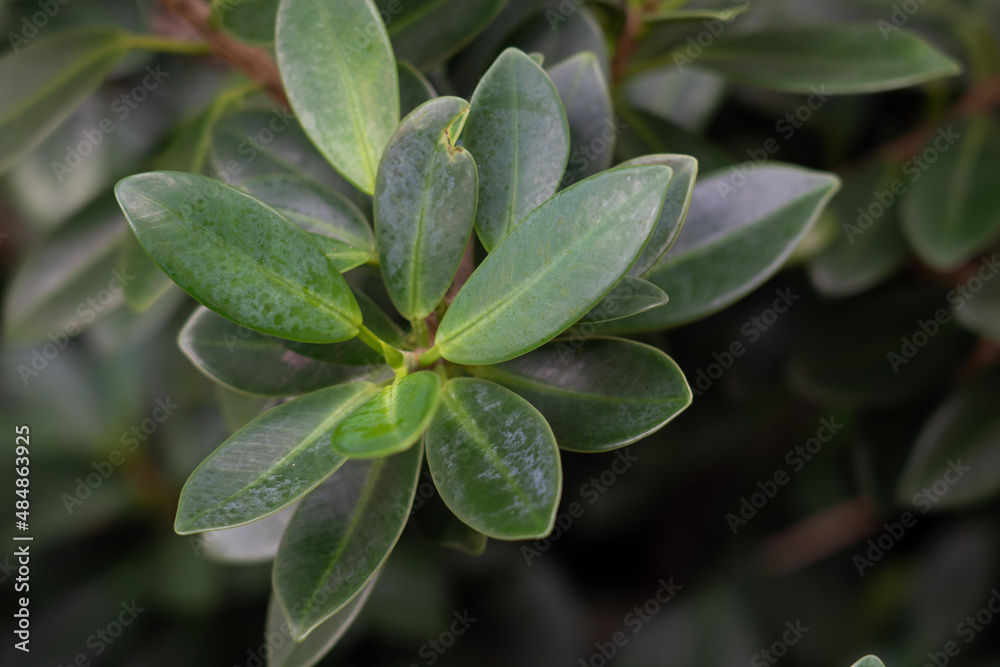 Ficus microcarpa var. crassifolia . Hedge. Ficus microcarpa, also known ...