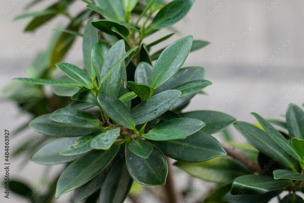 Ficus microcarpa var. crassifolia . Hedge. Ficus microcarpa, also known ...