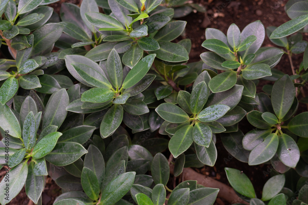 Ficus microcarpa var. crassifolia . Hedge. Ficus microcarpa, also known ...