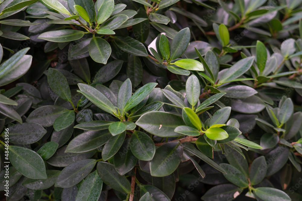 Ficus microcarpa var. crassifolia . Hedge. Ficus microcarpa, also known ...