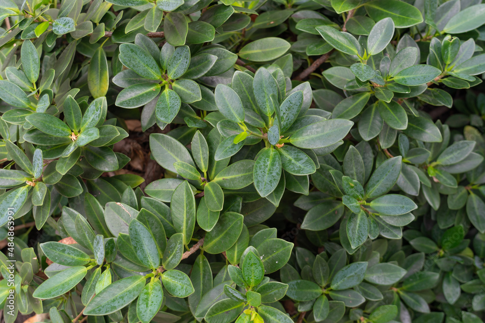 Ficus Microcarpa Var Crassifolia Hedge Ficus Microcarpa Also Known As Chinese Banyan
