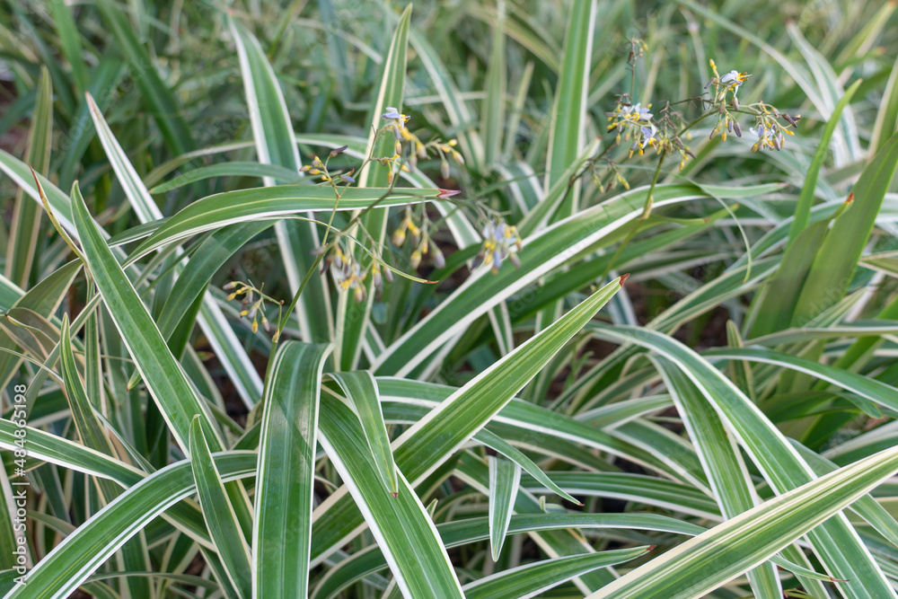 Dianella ensifolia (Variegated flax lily) Dianella is a genus of about ...