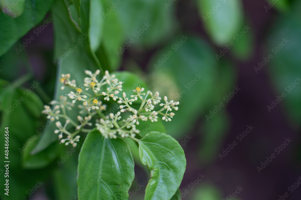 Foto de Cissus verticillata, the princess vine or seasonvine, is an ...