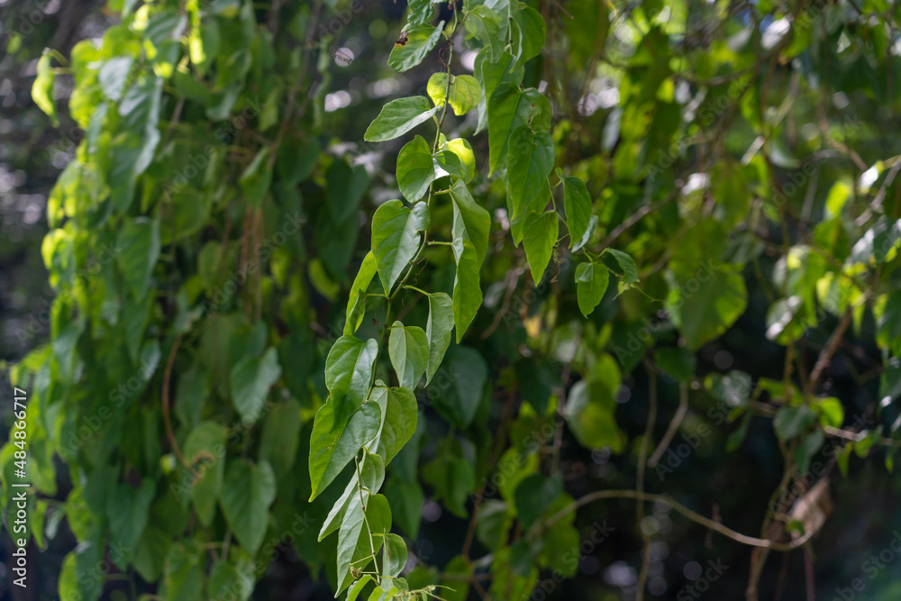 Cissus verticillata, the princess vine or seasonvine, is an evergreen ...