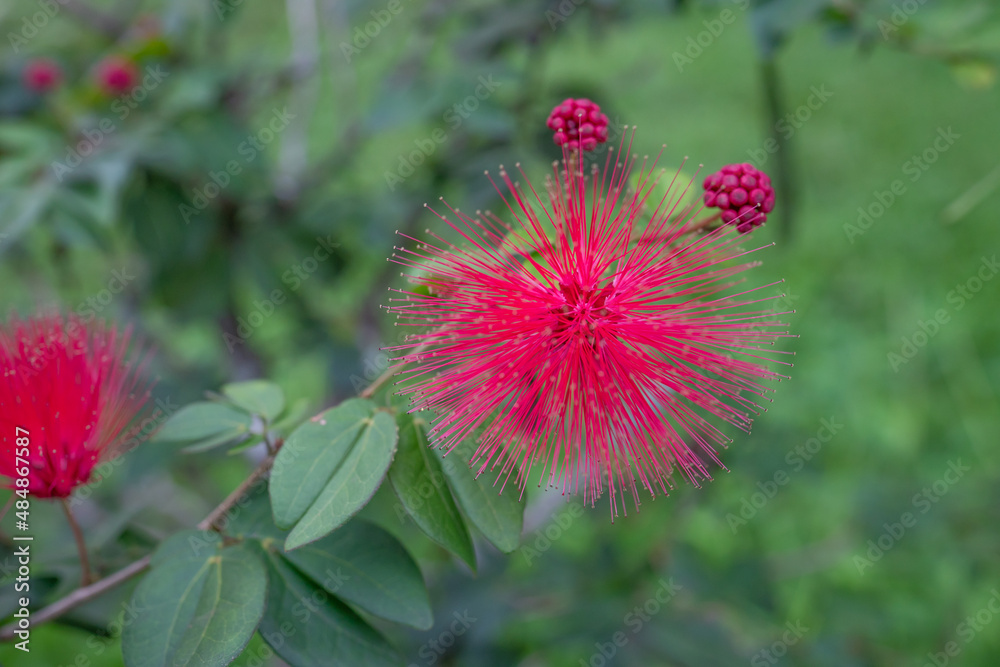 Calliandra haematocephala is a species of flowering plants of the genus ...