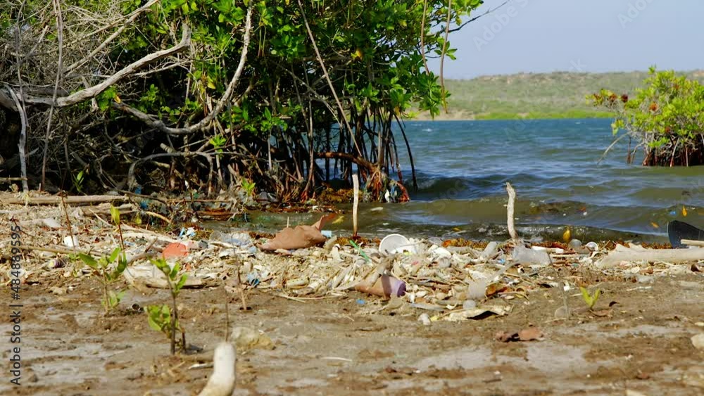 Plastic pollution and rubbish washed ashore in the Caribbean mangroves ...