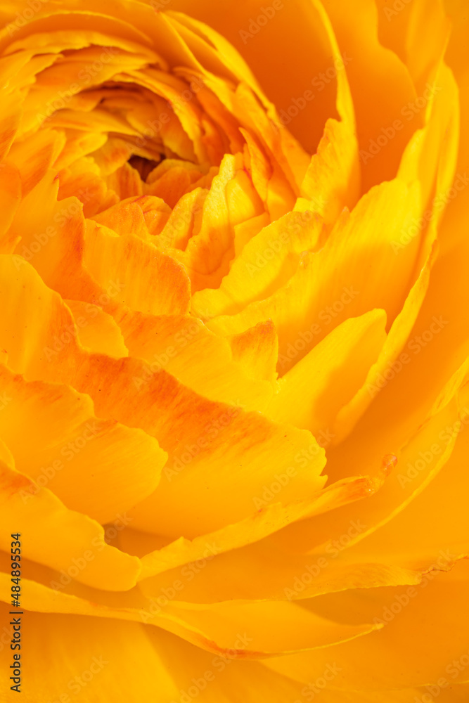 Macro photo of bright yellow orange flower. Abstract golden floral ...