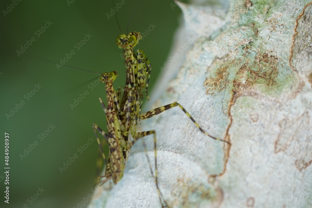 Pair of Liturgusa sp (liturgusidae) praying mantis (Liturgusidae ...
