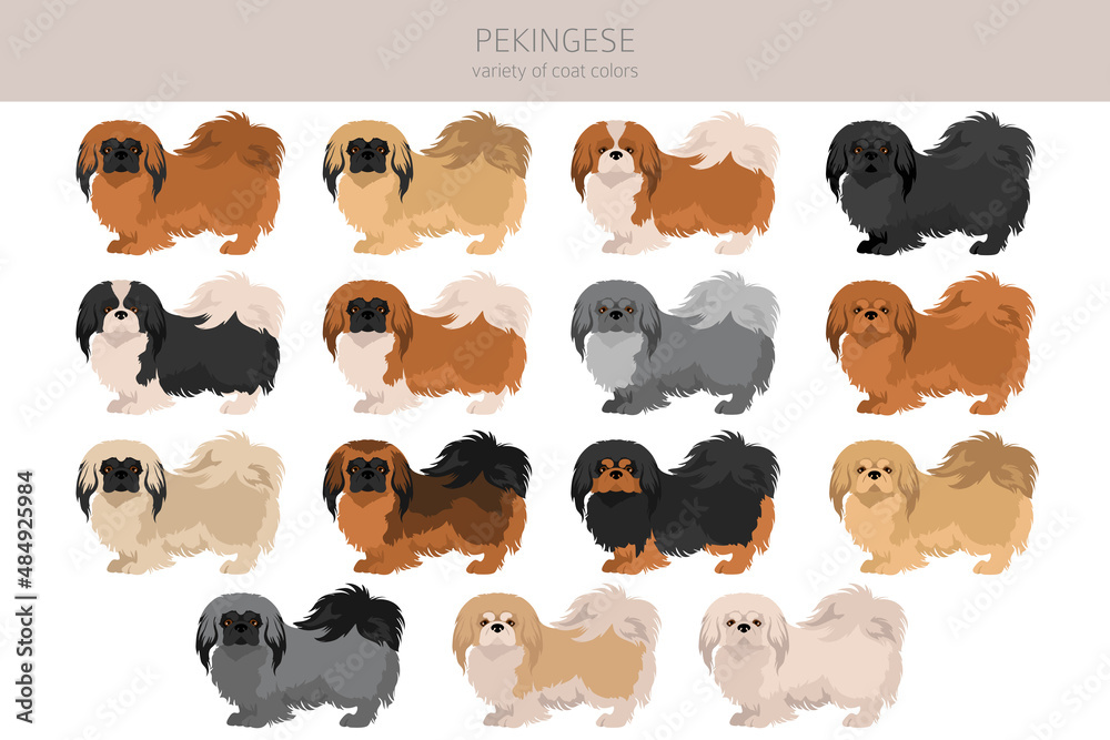 Pekingese dog clipart. Different poses, coat colors set Stock Vector ...