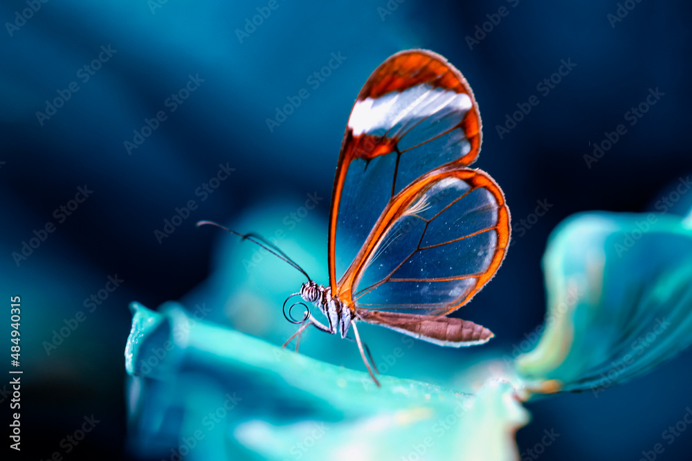 Blue Glasswing Butterfly