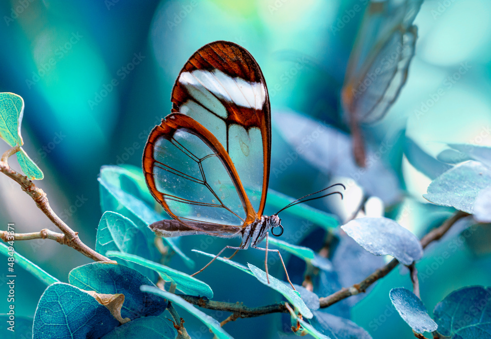 Glasswing Butterfly