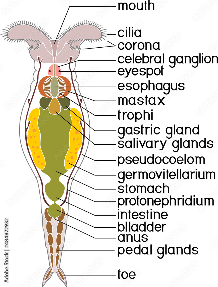 Scheme of bdelloid rotifer anatomy isolated on white background Stock ...