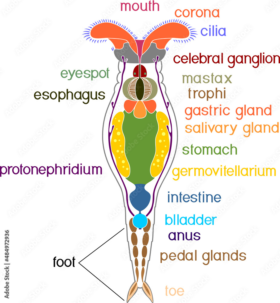 Scheme of bdelloid rotifer anatomy isolated on white background Stock ...