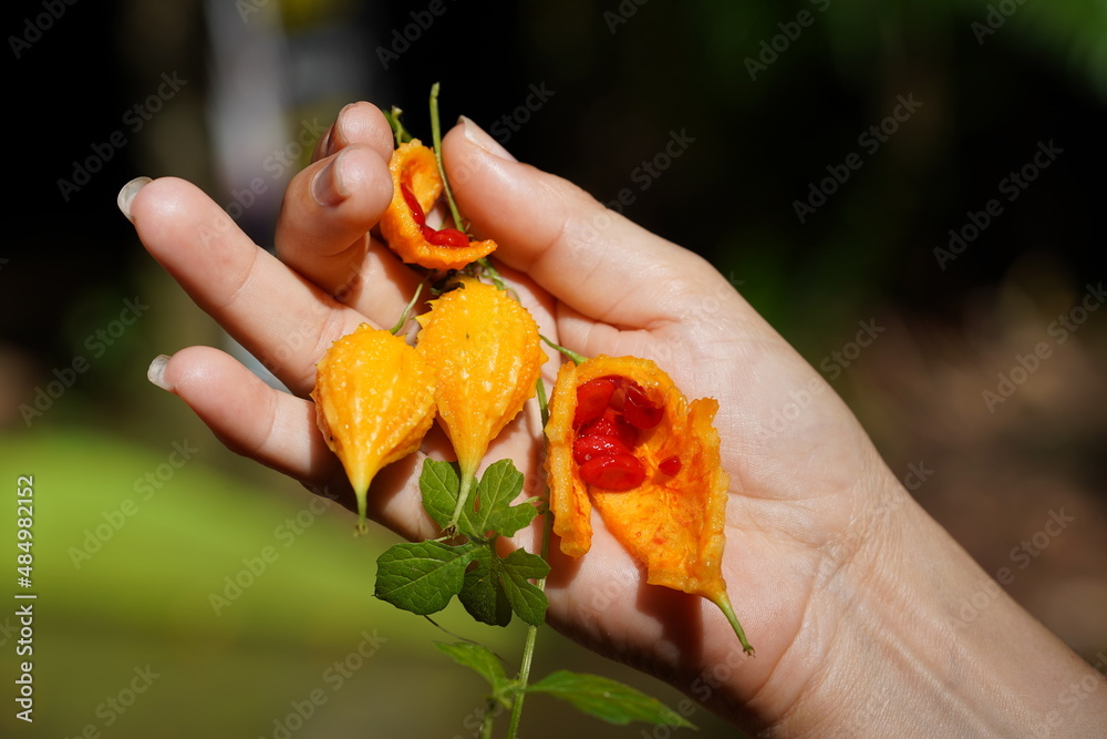 Ripe Momordica charantia fruits, known as bitter melon. Tropical vine ...