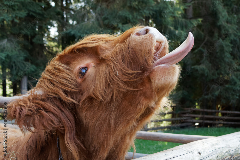 alpine cows reach out with their tongues for food in the biopark, cows ...